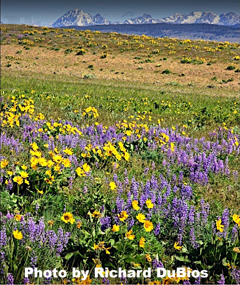 Naturalist Trip - Joe Watt Canyon — The Mountaineers