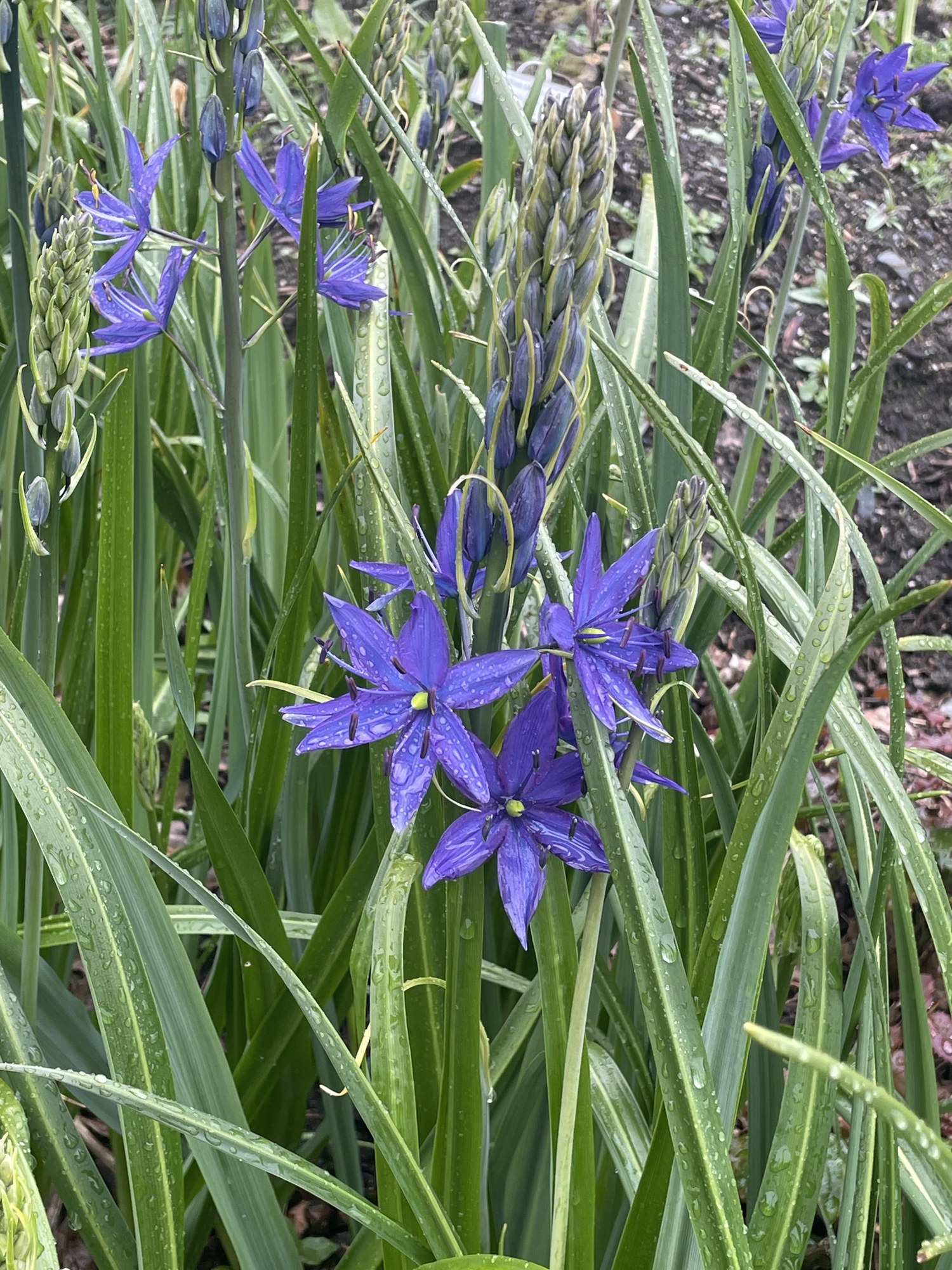 Naturalist Trip - Magnuson Park — The Mountaineers