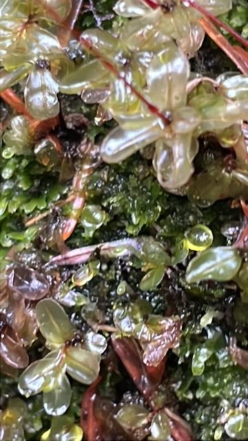 Naturalist Trip - Moss Lake Natural Area — The Mountaineers