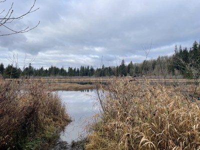 Naturalist Trip - Moss Lake Natural Area — The Mountaineers