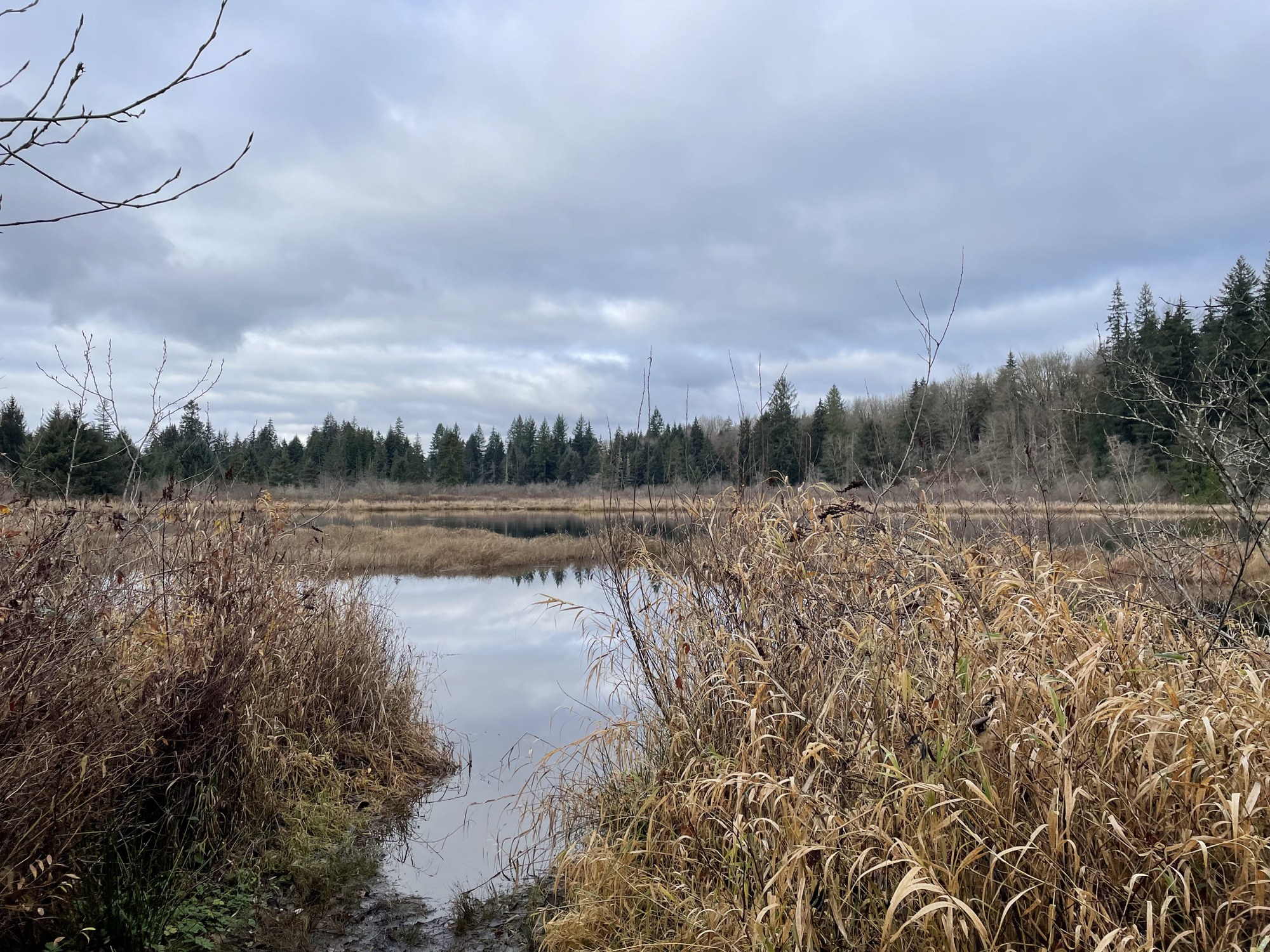 Naturalist Trip - Moss Lake Natural Area — The Mountaineers