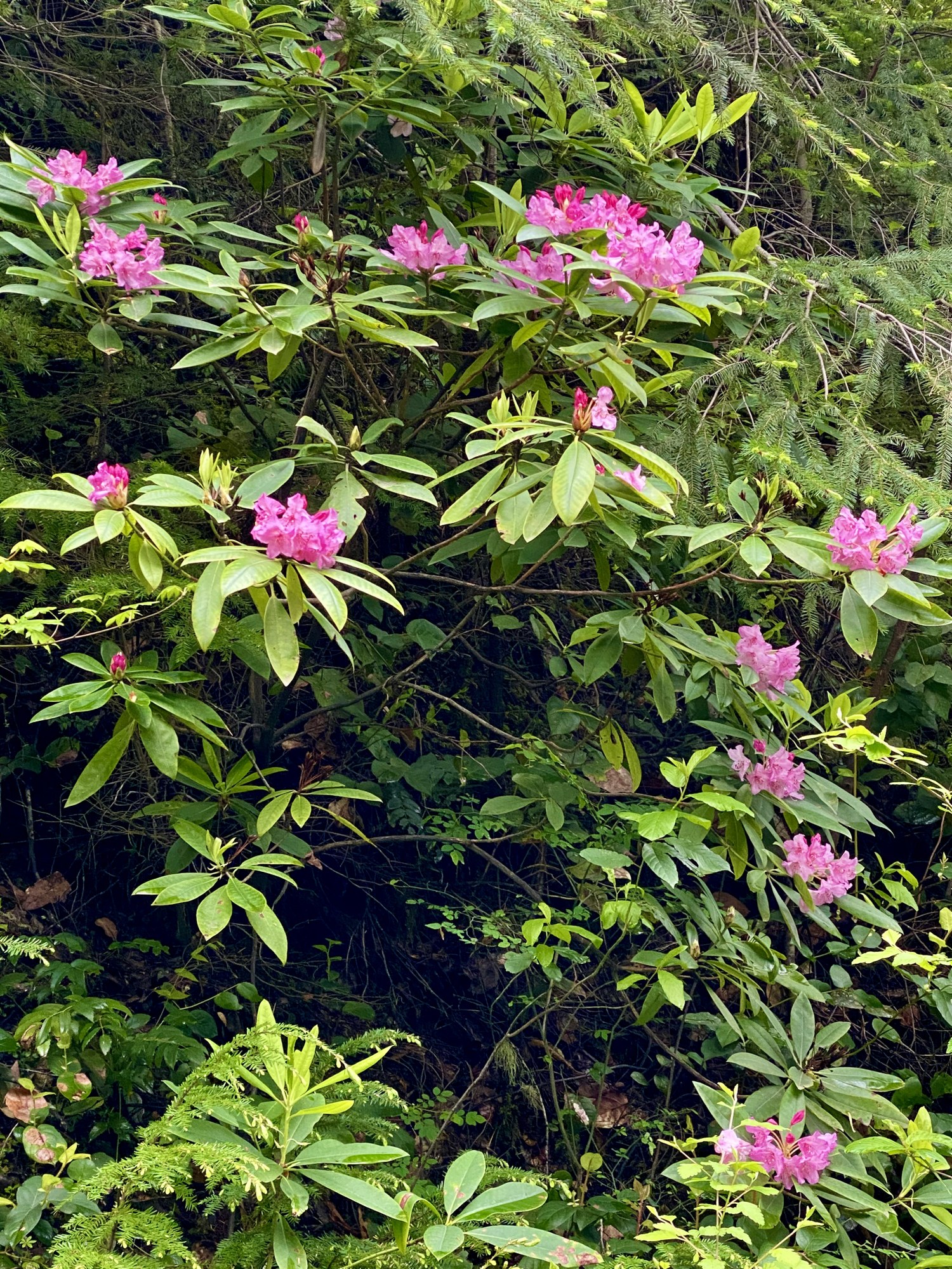 Naturalist Trip - Mount Walker — The Mountaineers