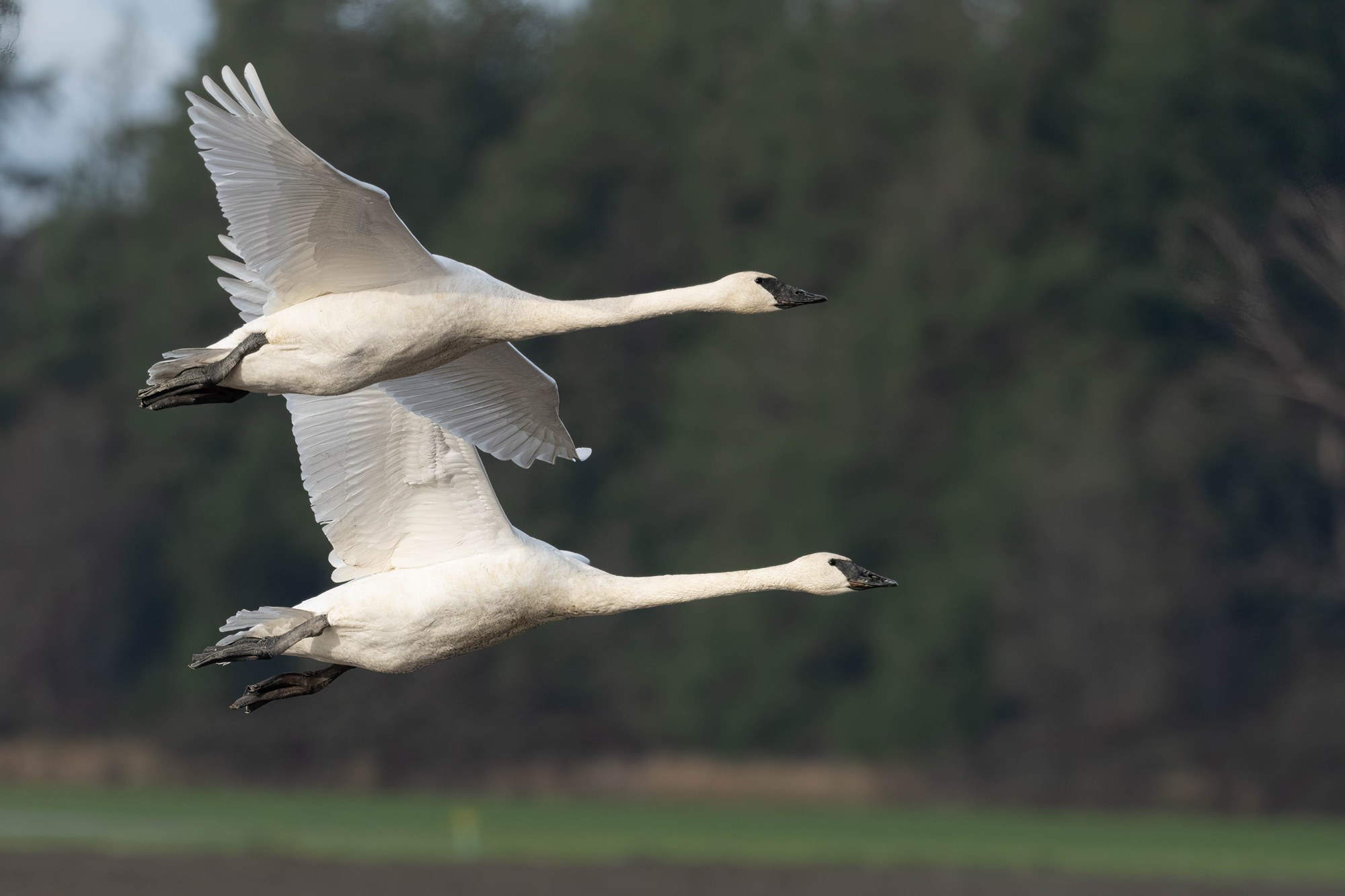 Naturalist Trip - The Stilly, Skagit & Samish — The Mountaineers