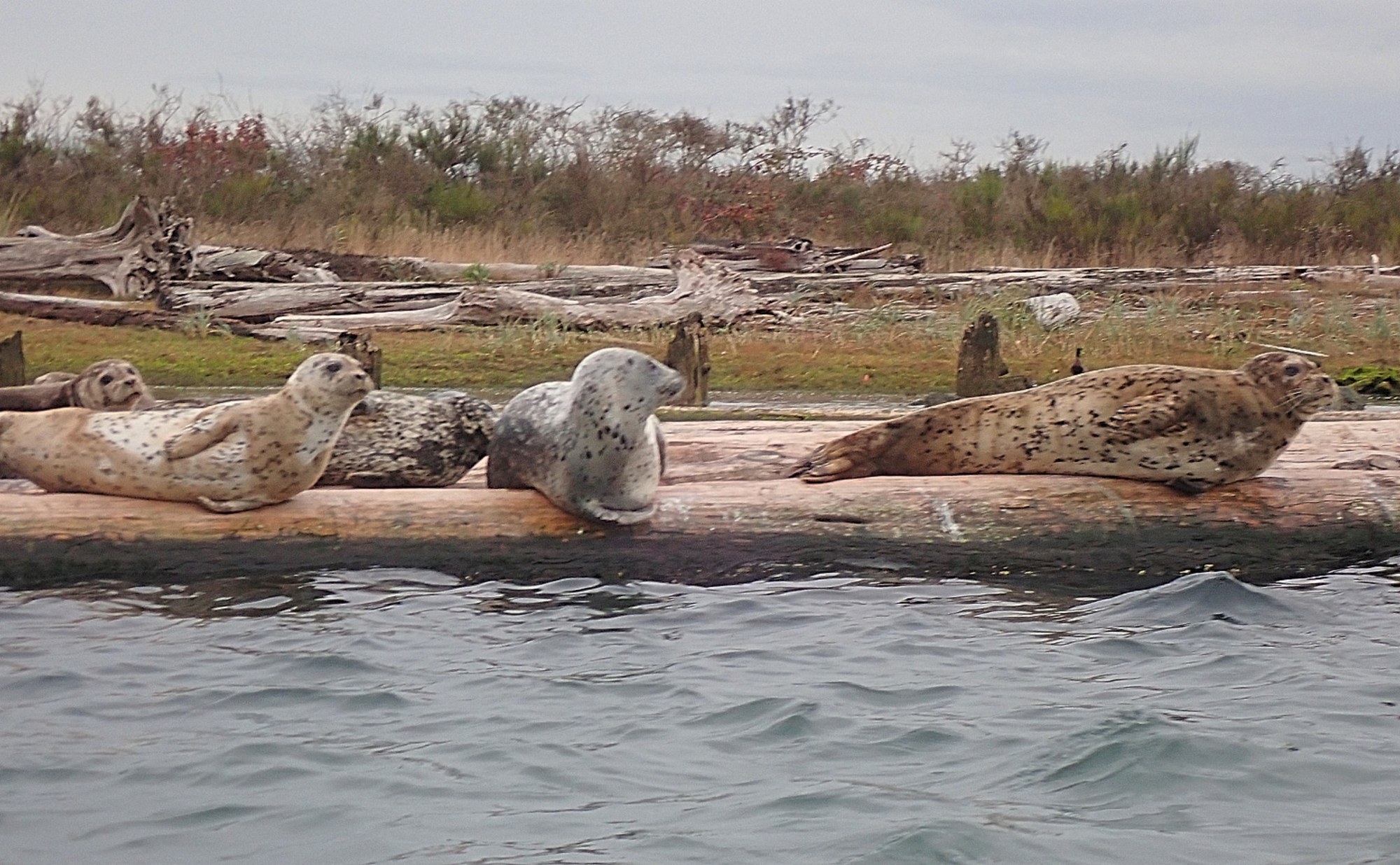 Sea Kayak - Jetty Island — The Mountaineers