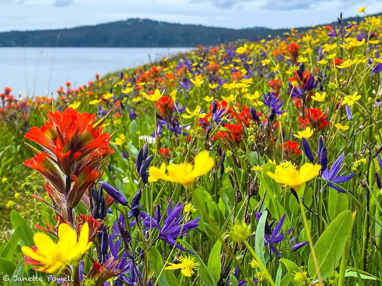 Sea Kayak - Jones & Yellow Islands — The Mountaineers