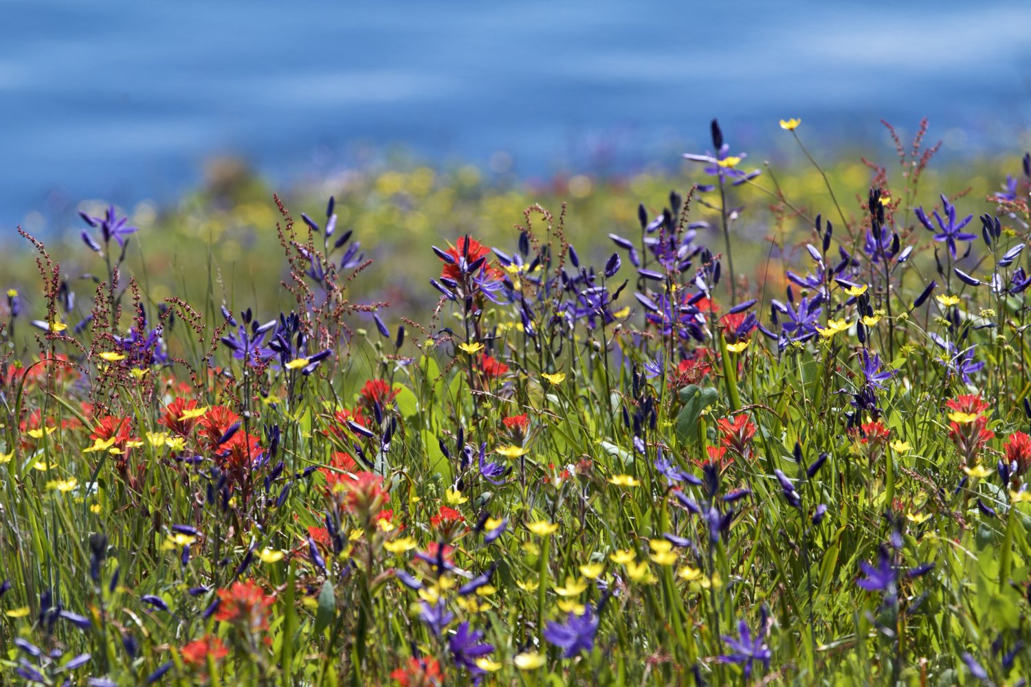 Sea Kayak - Yellow Island — The Mountaineers