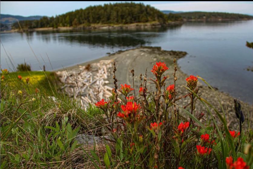 Sea Kayak - Yellow Island — The Mountaineers