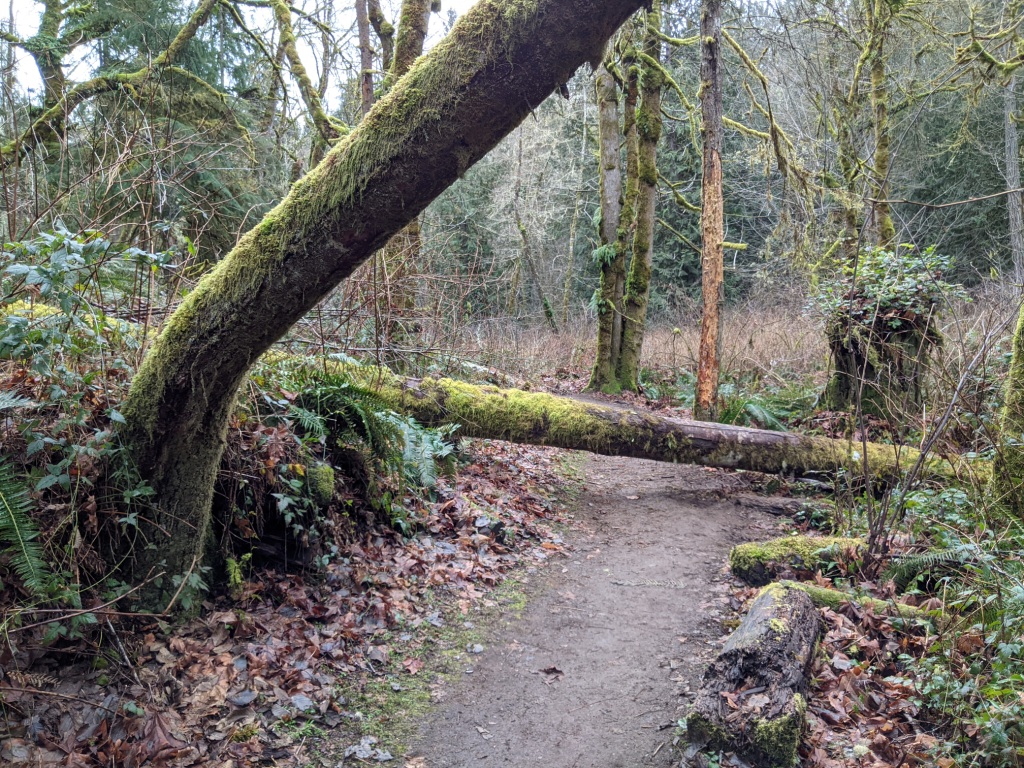 Stewardship - Tolmie State Park — The Mountaineers