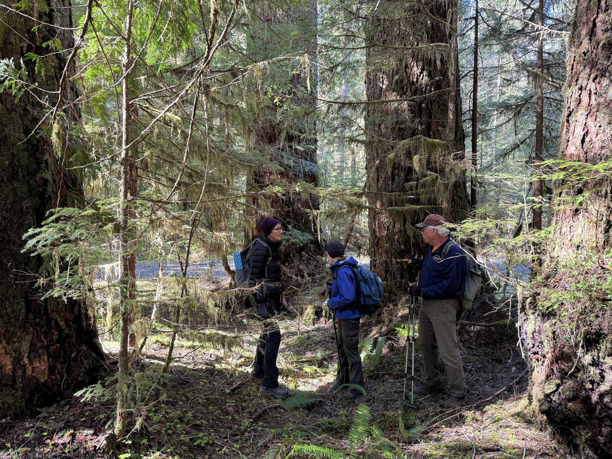 Stewardship - West Fork Humptulips River — The Mountaineers