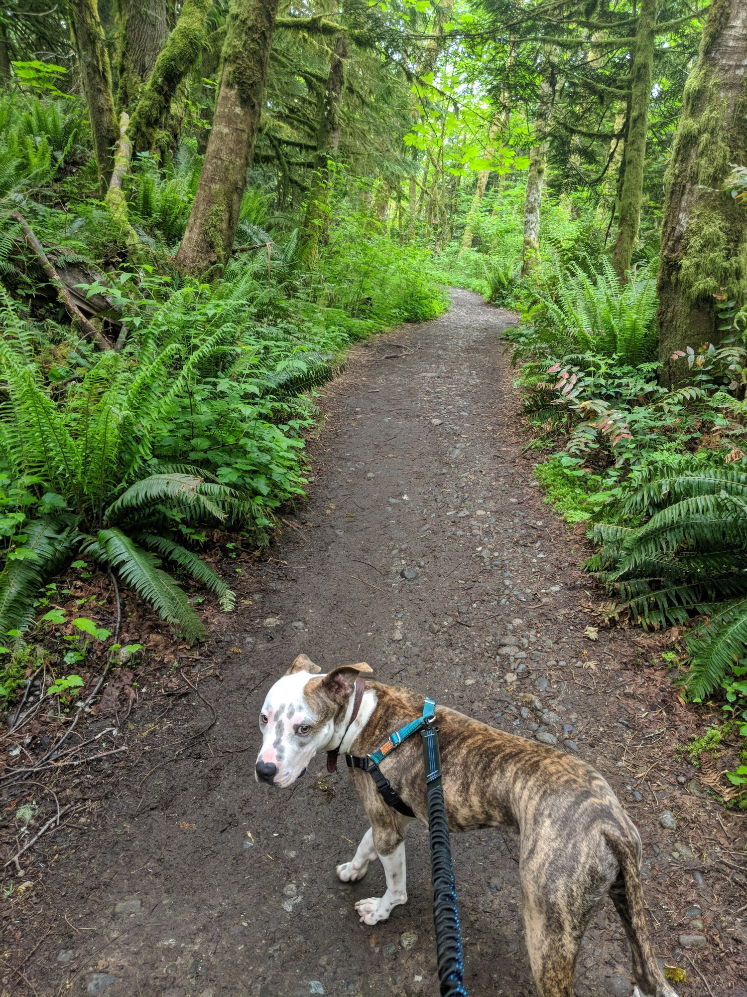 Frontcountry Trail Run - Wilderness Peak Loop — The Mountaineers