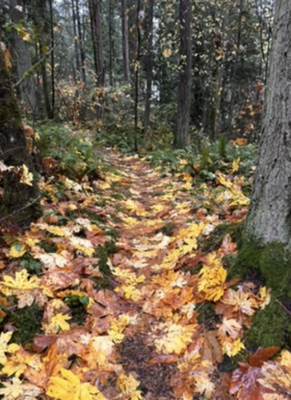 Urban Walk - Bridle Trails — The Mountaineers