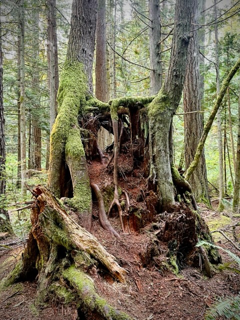 Urban Walk - Interurban Trail (Bellingham) — The Mountaineers