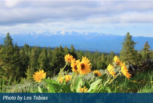 L.T. Murray Wildlife Area — The Mountaineers