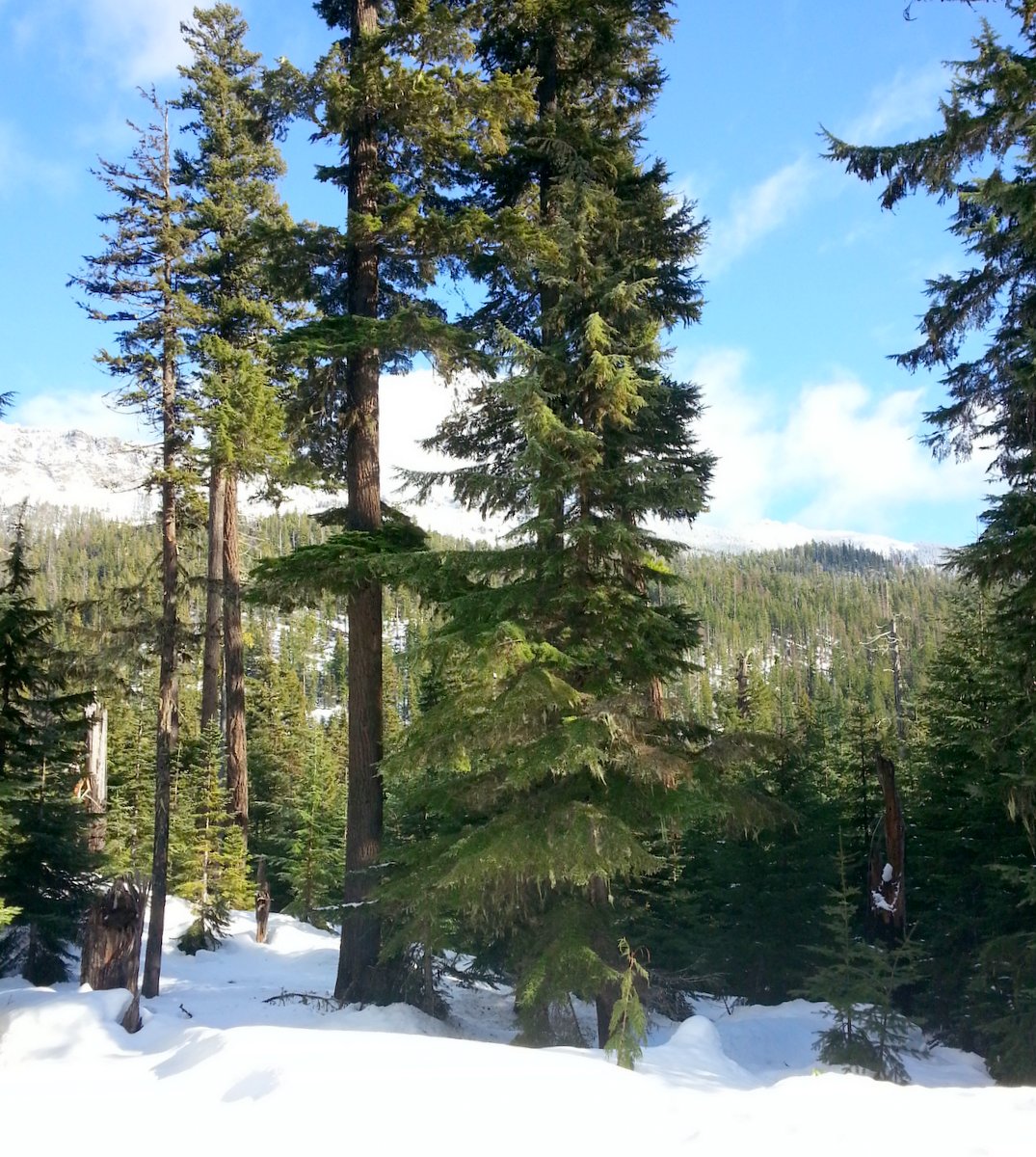 North Fork Tieton — The Mountaineers