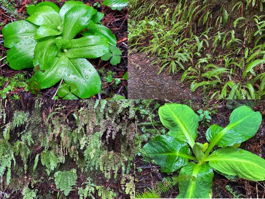 Composite Plant Picture for Trip Report.jpg — The Mountaineers