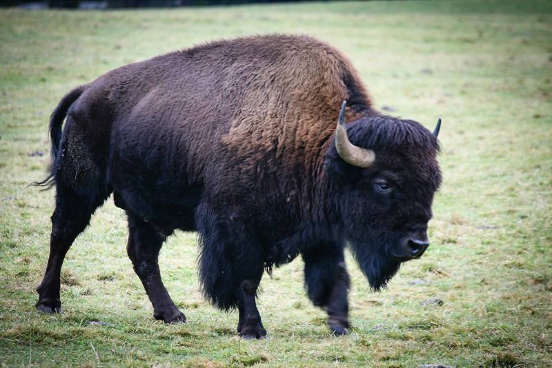 Northwest Trek Wildlife Park — The Mountaineers