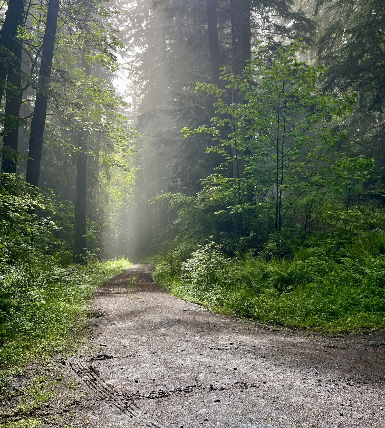 Pack Forest — The Mountaineers