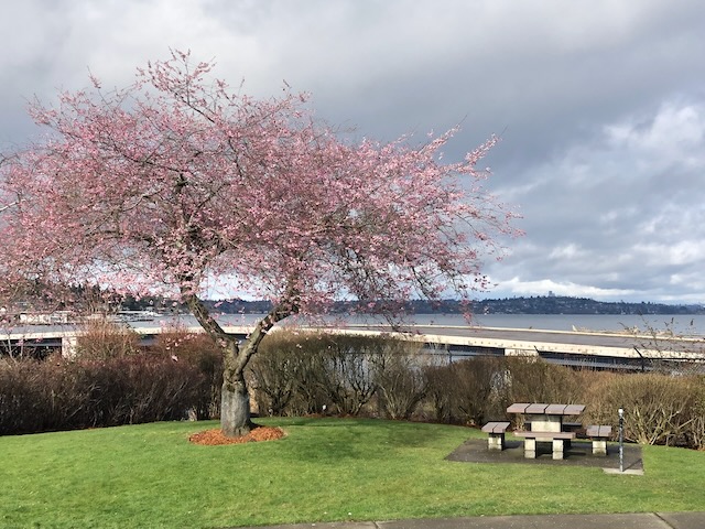 Renton — The Mountaineers