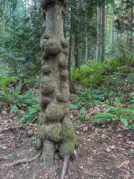Day Hike - Saint Edward State Park — The Mountaineers