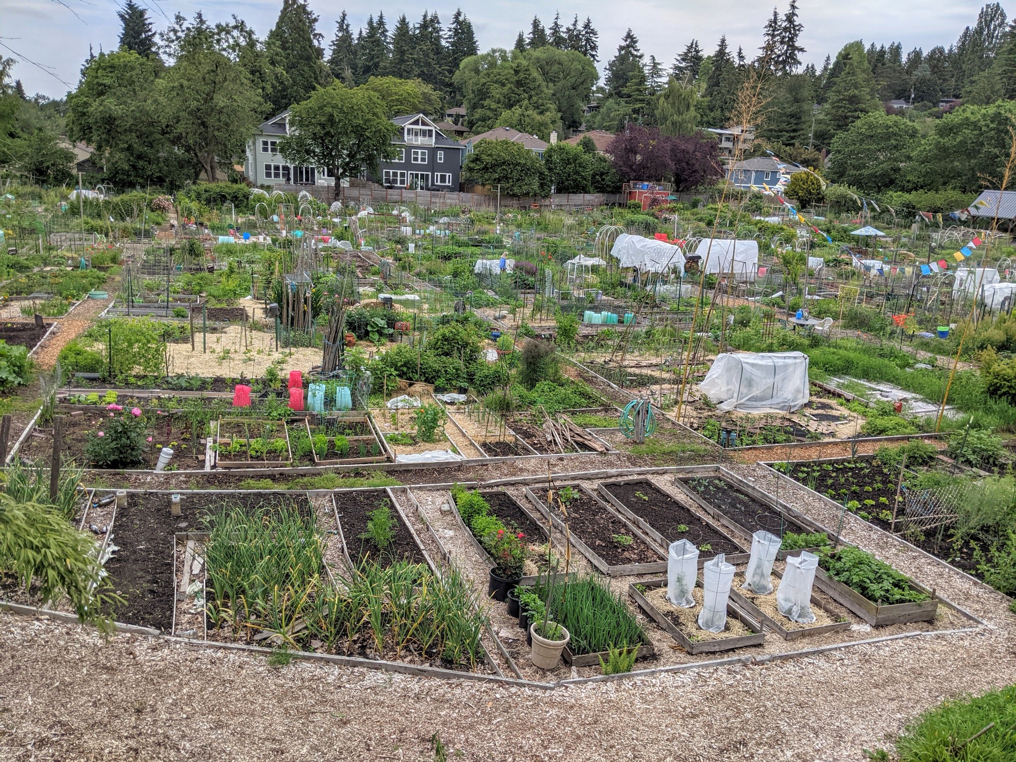 Seattle's P-Patches — The Mountaineers