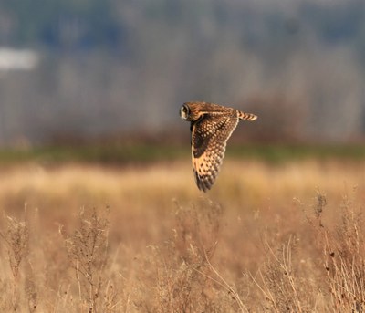 samish_flats.jpeg — The Mountaineers