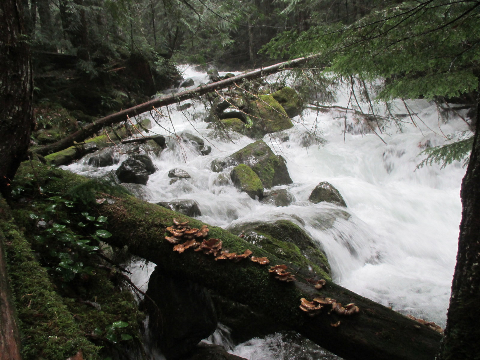Day Hike - Big Creek Loop (Lake Cushman) — The Mountaineers