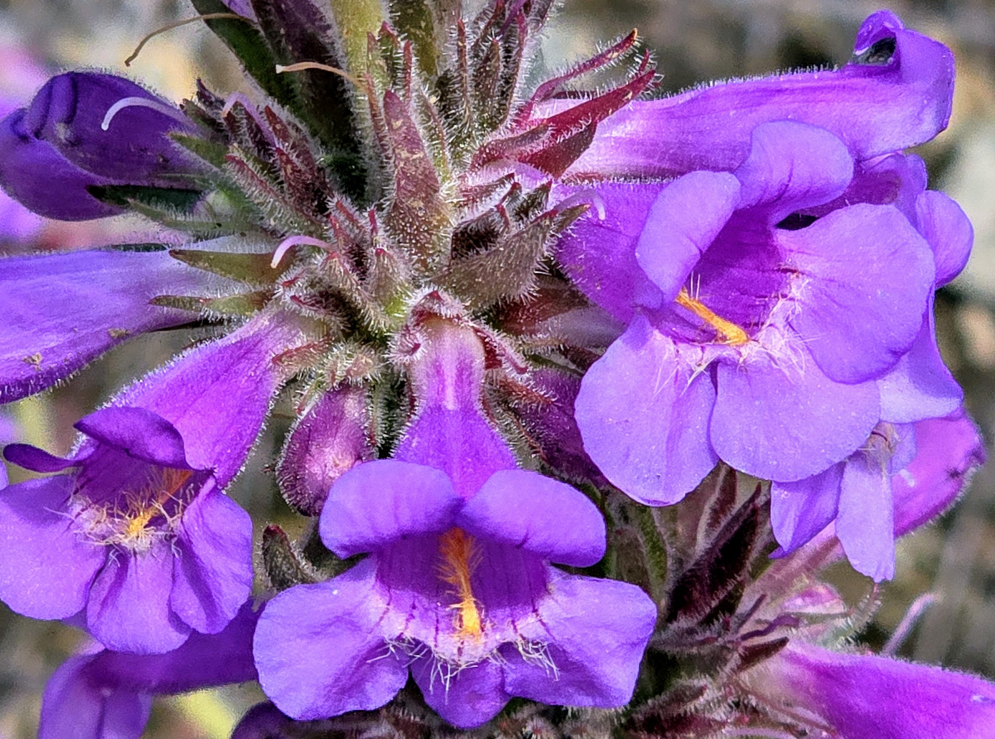 Day Hike - Colockum Wildlife Area — The Mountaineers