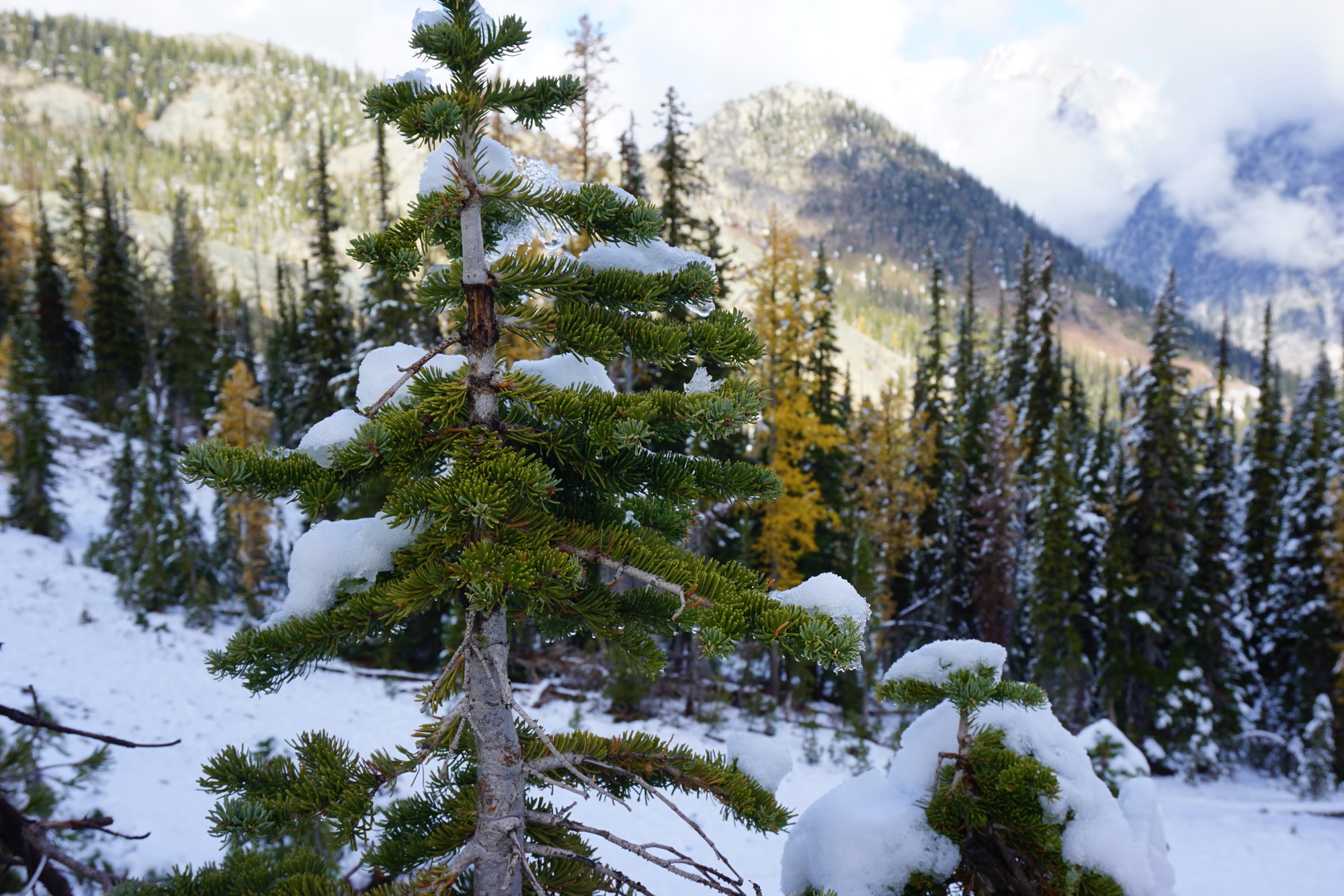 Day Hike - Navaho Pass — The Mountaineers