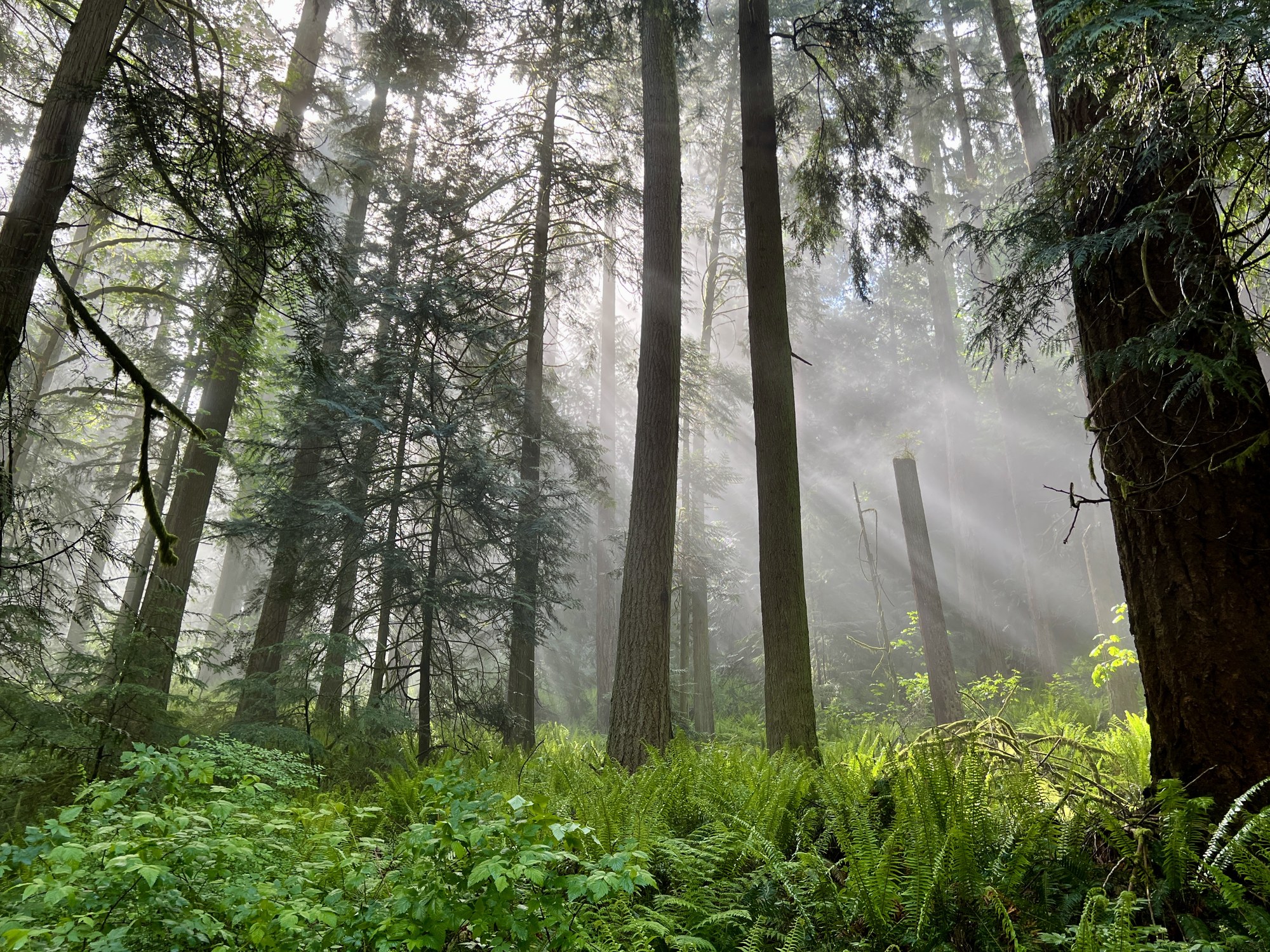 Day Hike - Pack Forest — The Mountaineers