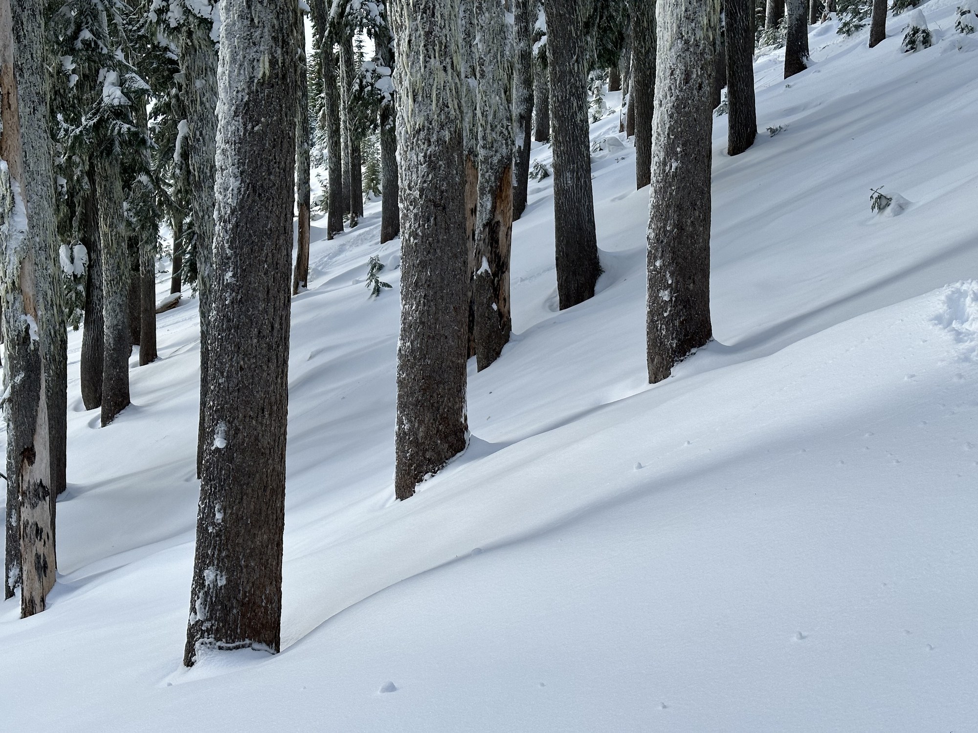 Kendall Trees (and More Trees) — The Mountaineers