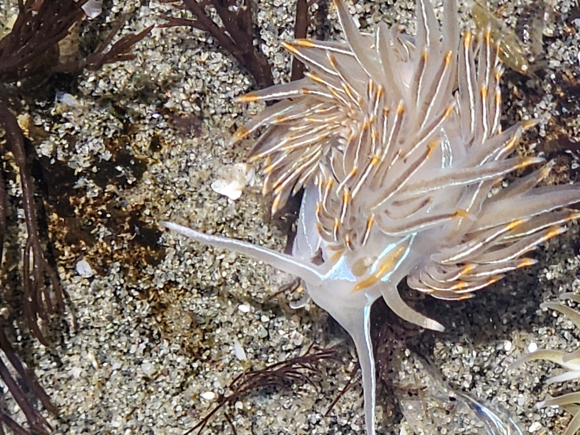 Naturalist Trip - Alki Point — The Mountaineers