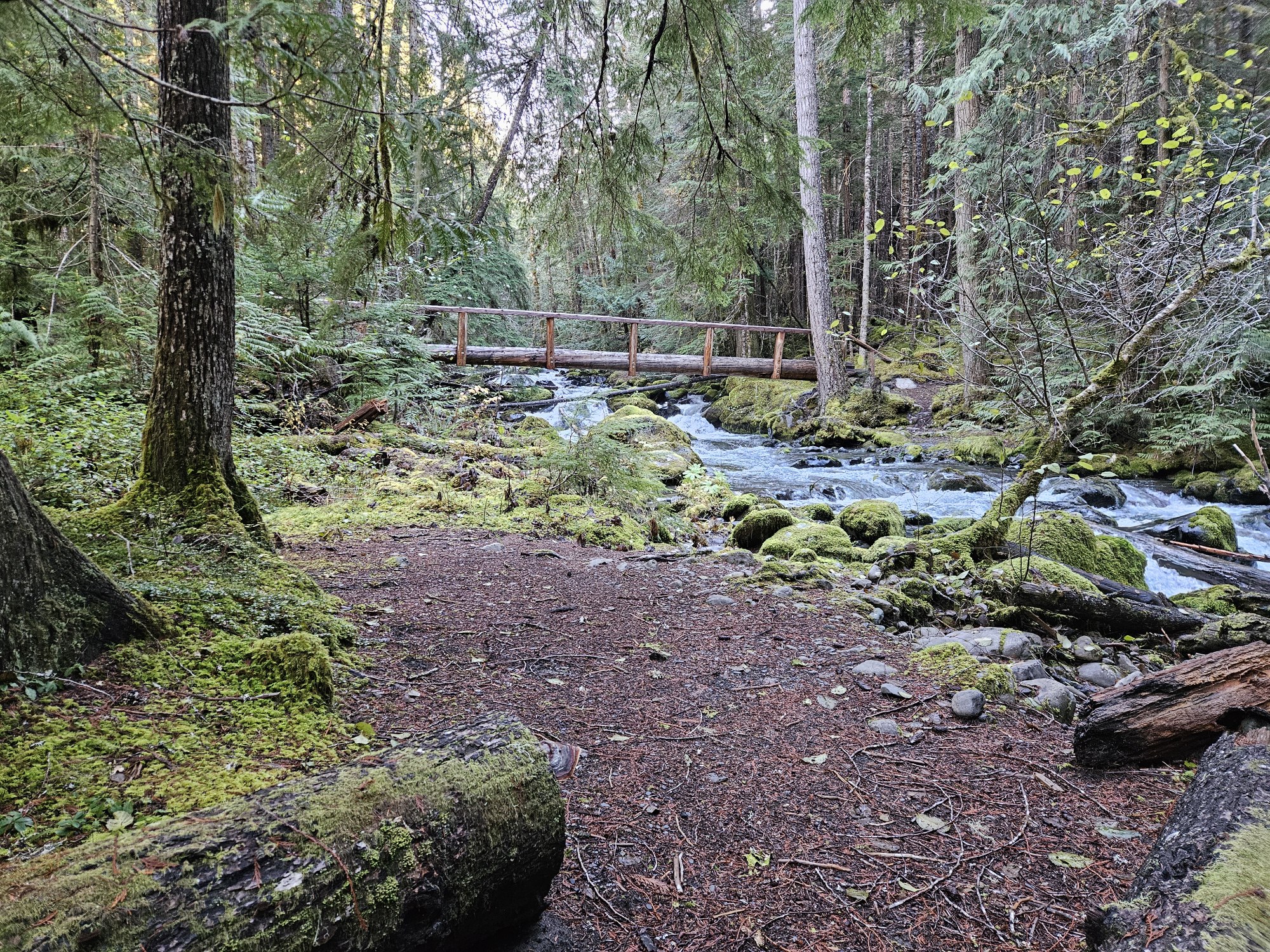 Slab Camp Creek, Gray Wolf River & Ned Hill — The Mountaineers