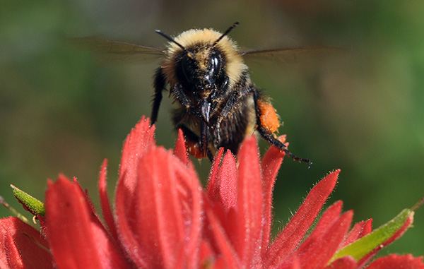 Did You Know | High Country Bumble Bee — The Mountaineers