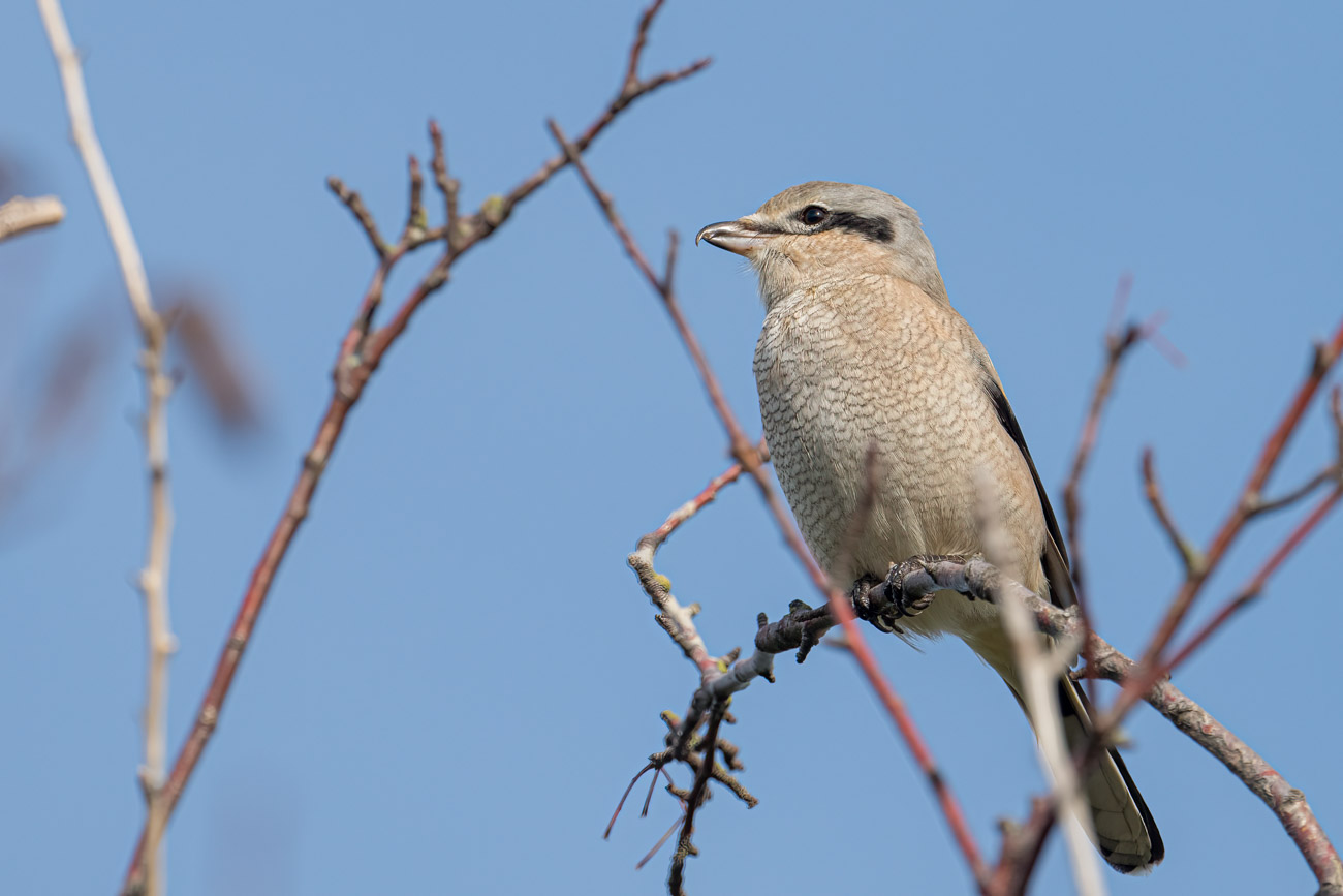 Did You Know | How Songbirds Learn to Sing — The Mountaineers