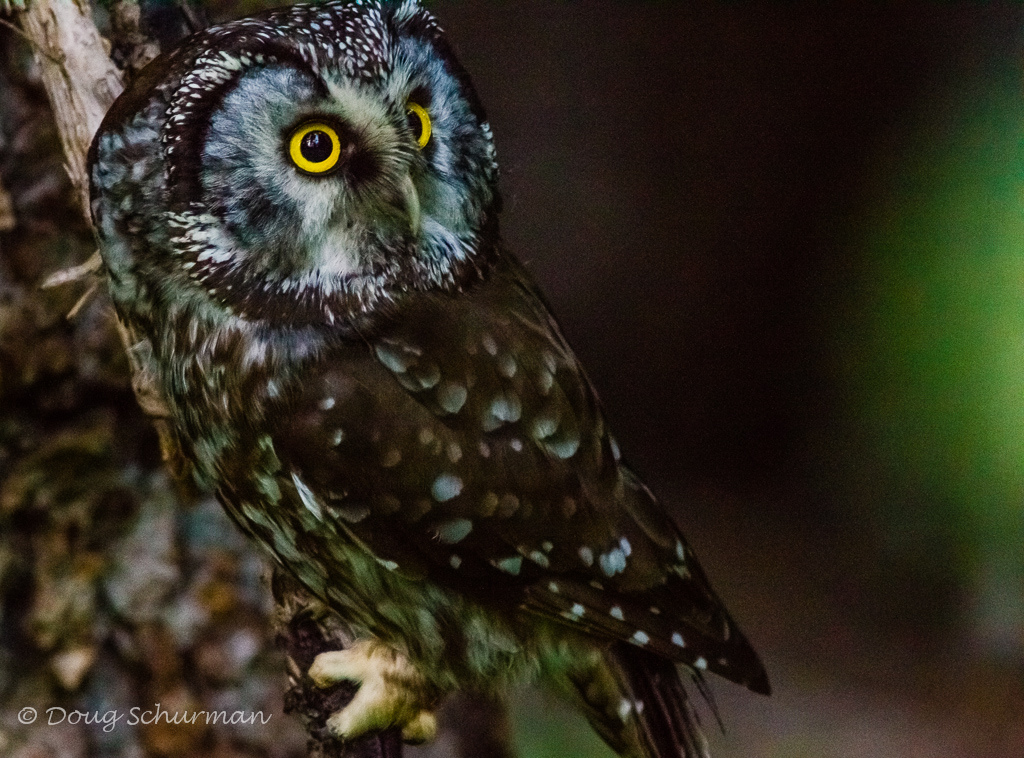 Did You Know? | Owls in Washington — The Mountaineers