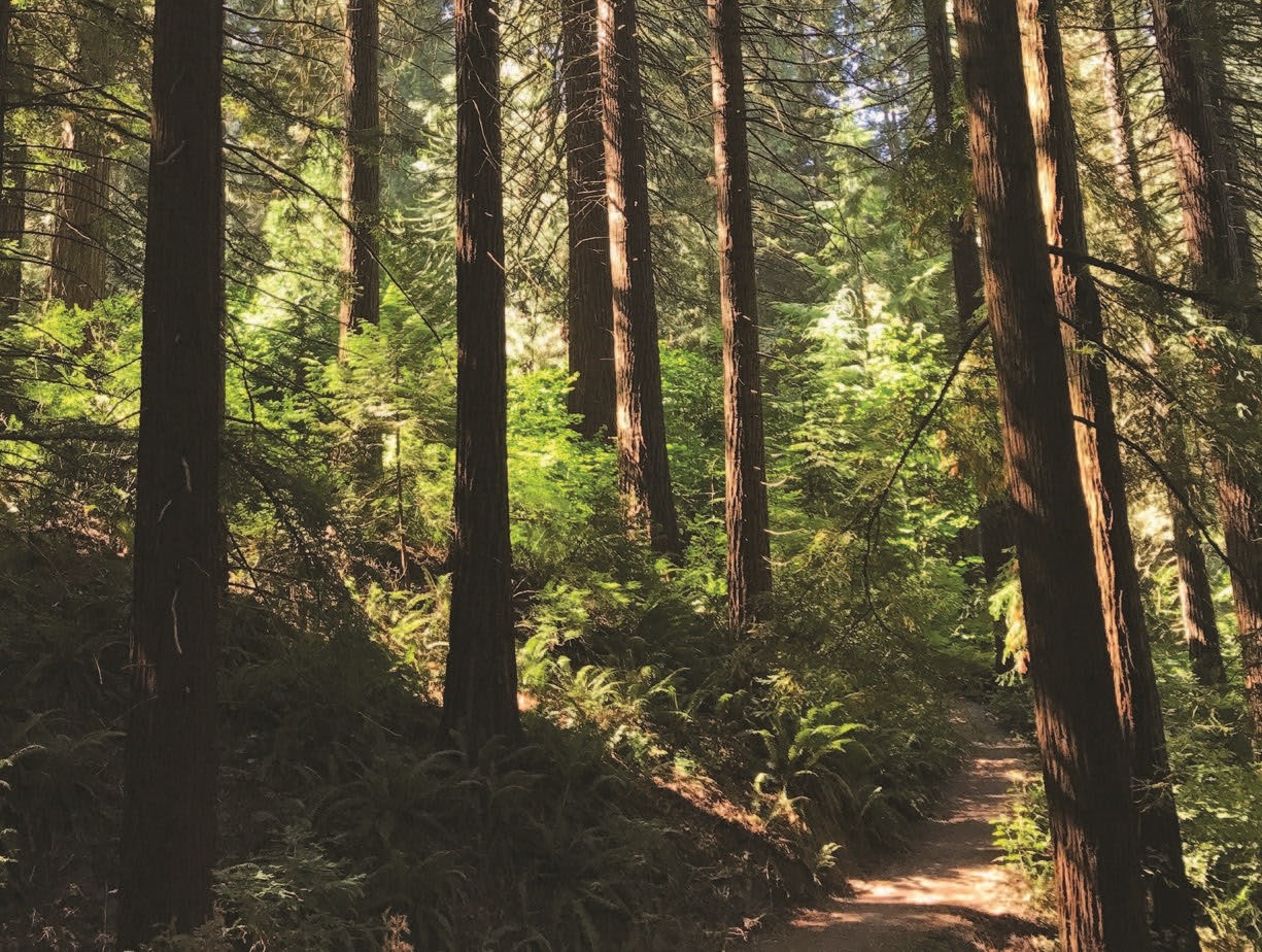 Top Five Fall Hikes in Portland — The Mountaineers