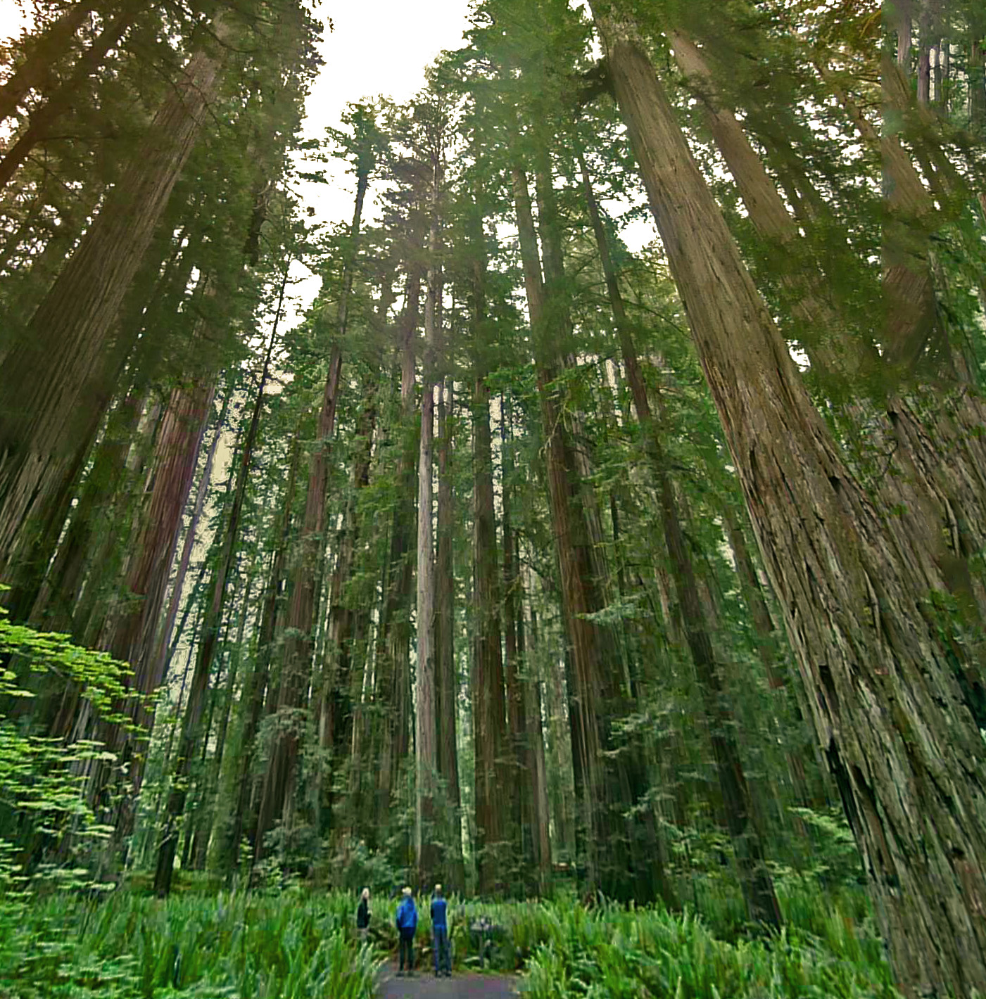 Free Film Screening - Climbing Redwood Giants — The Mountaineers