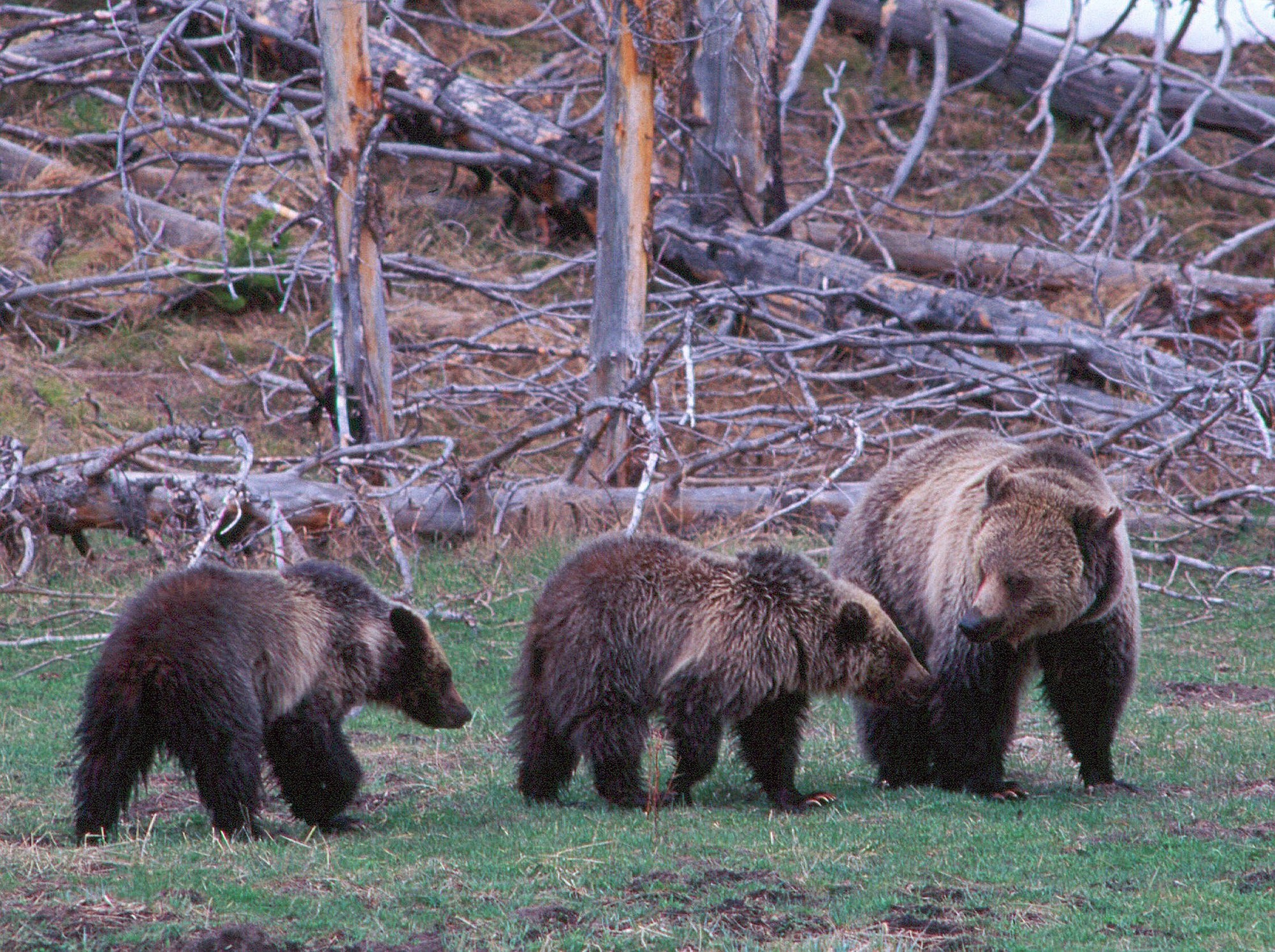 Ghost Bears: Studying Grizzly Bears in Washington’s North Cascades — The Mountaineers