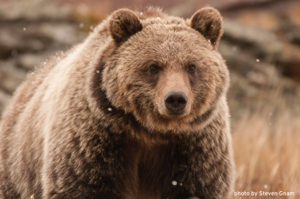 Grizzlies in the North Cascades — The Mountaineers