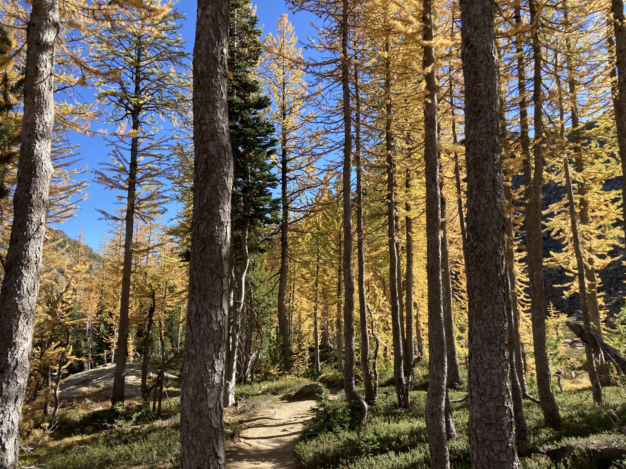 How To: See Golden Larches This Fall — The Mountaineers
