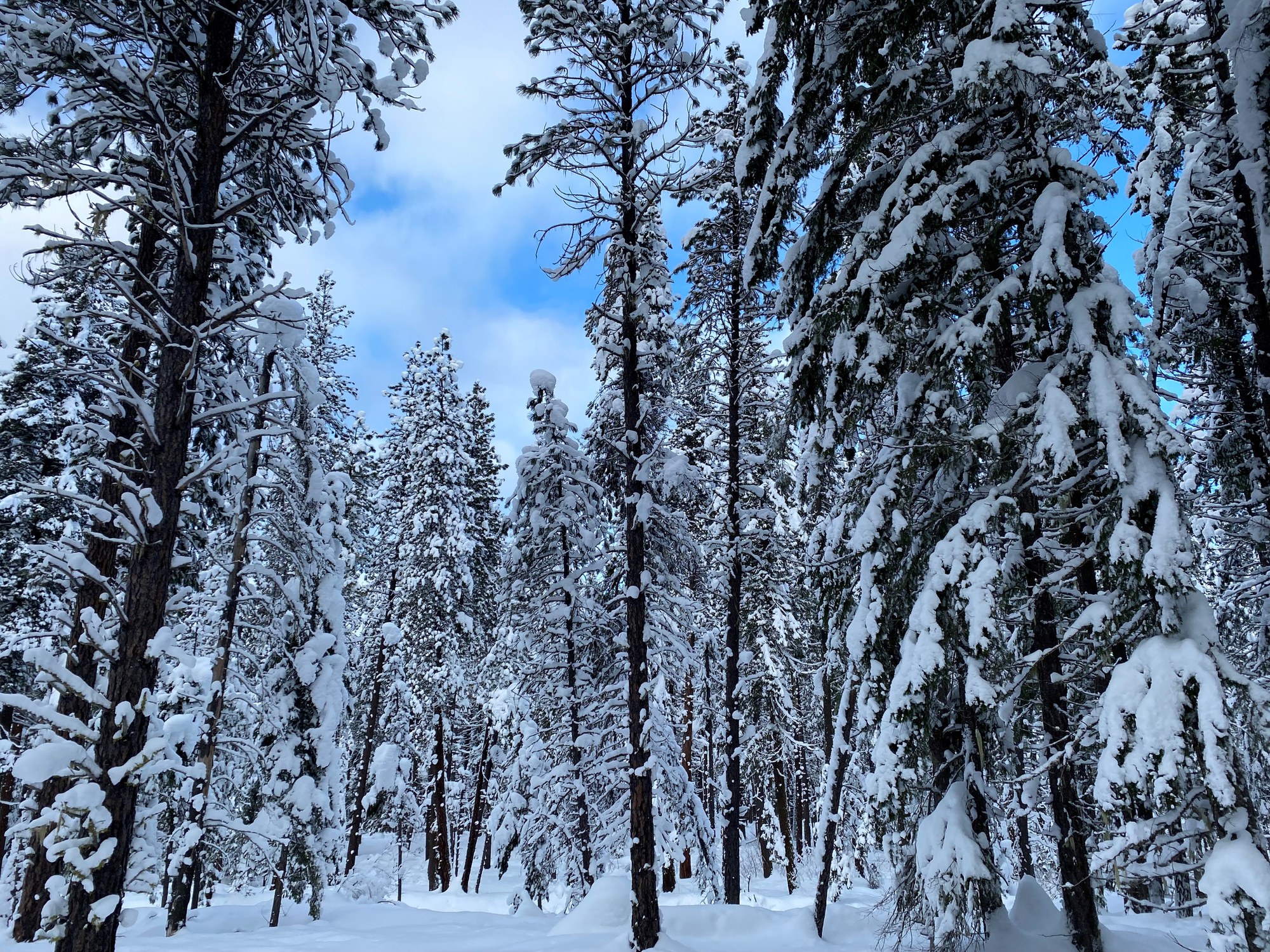 Make the most of winter by visiting Washington Sno-parks — The Mountaineers