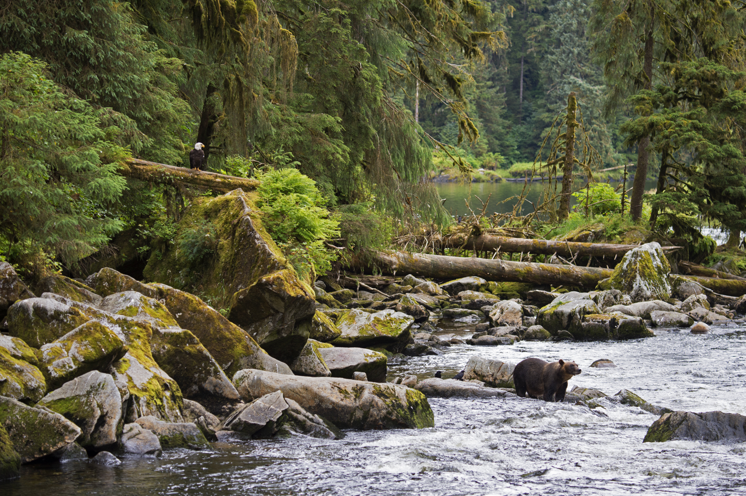Protections Restored for Southeast Alaska’s Tongass National Forest ...