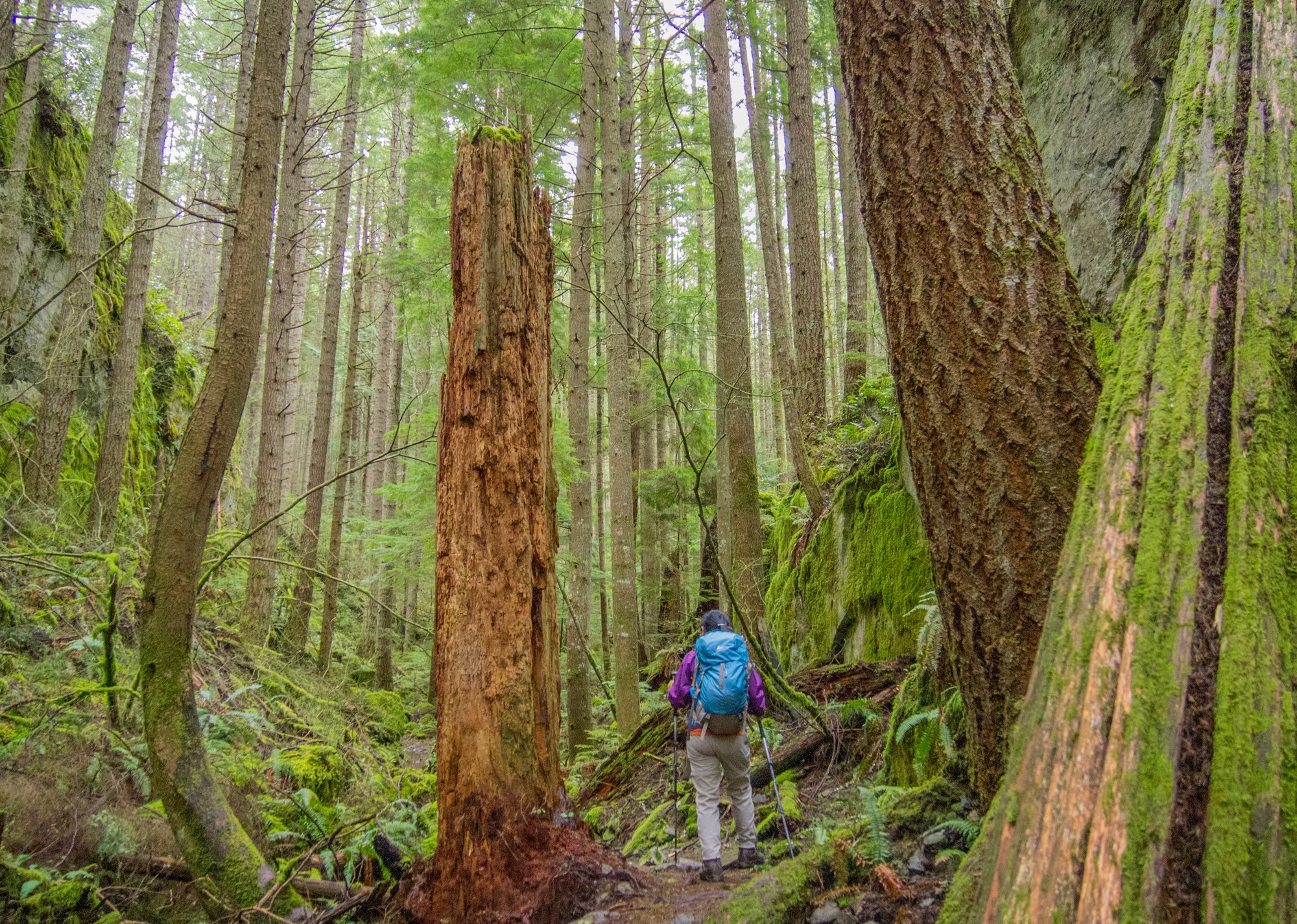 Save Our Forests - Support the Keep Washington Evergreen Initiative ...