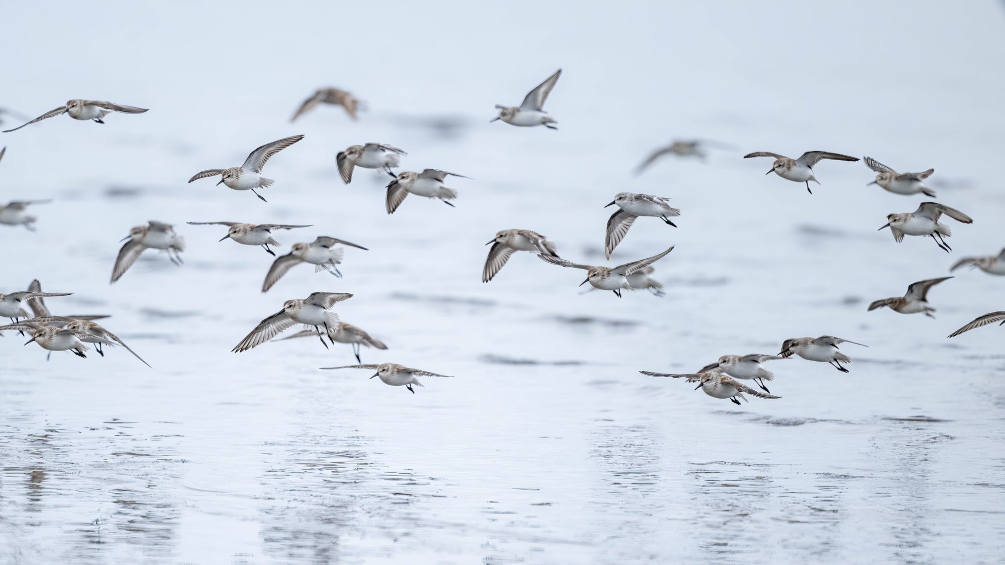 Shorebird Identification Seminar & Trip Report - Sep 13 — The Mountaineers