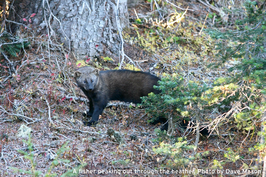 The Return of the Fisher — The Mountaineers