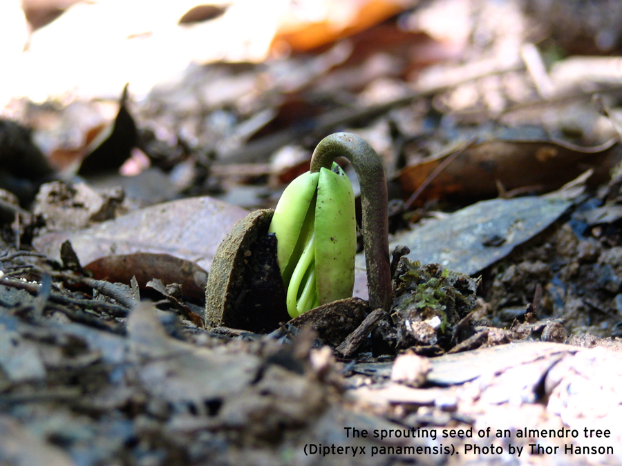 The Seeds of Thor — The Mountaineers