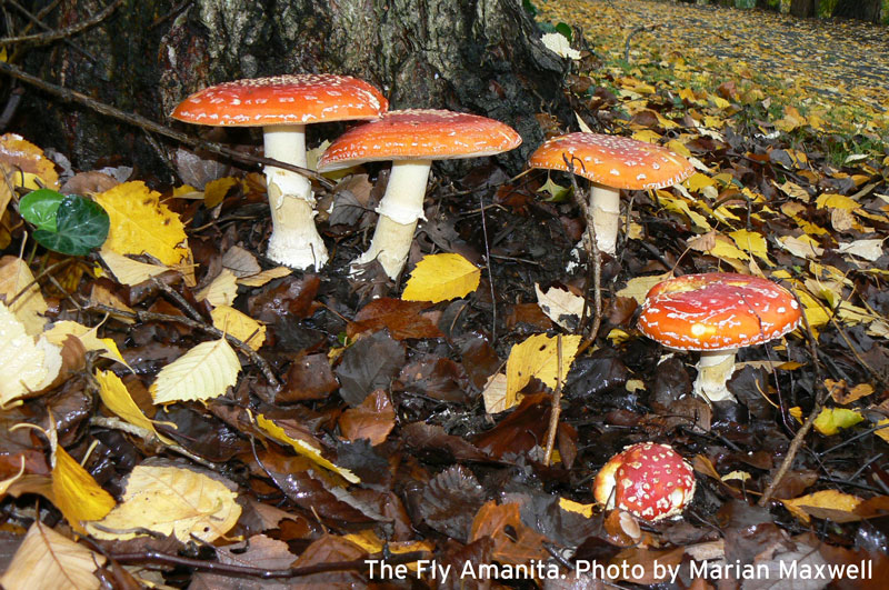 The Subtle Joys of Autumn — The Mountaineers