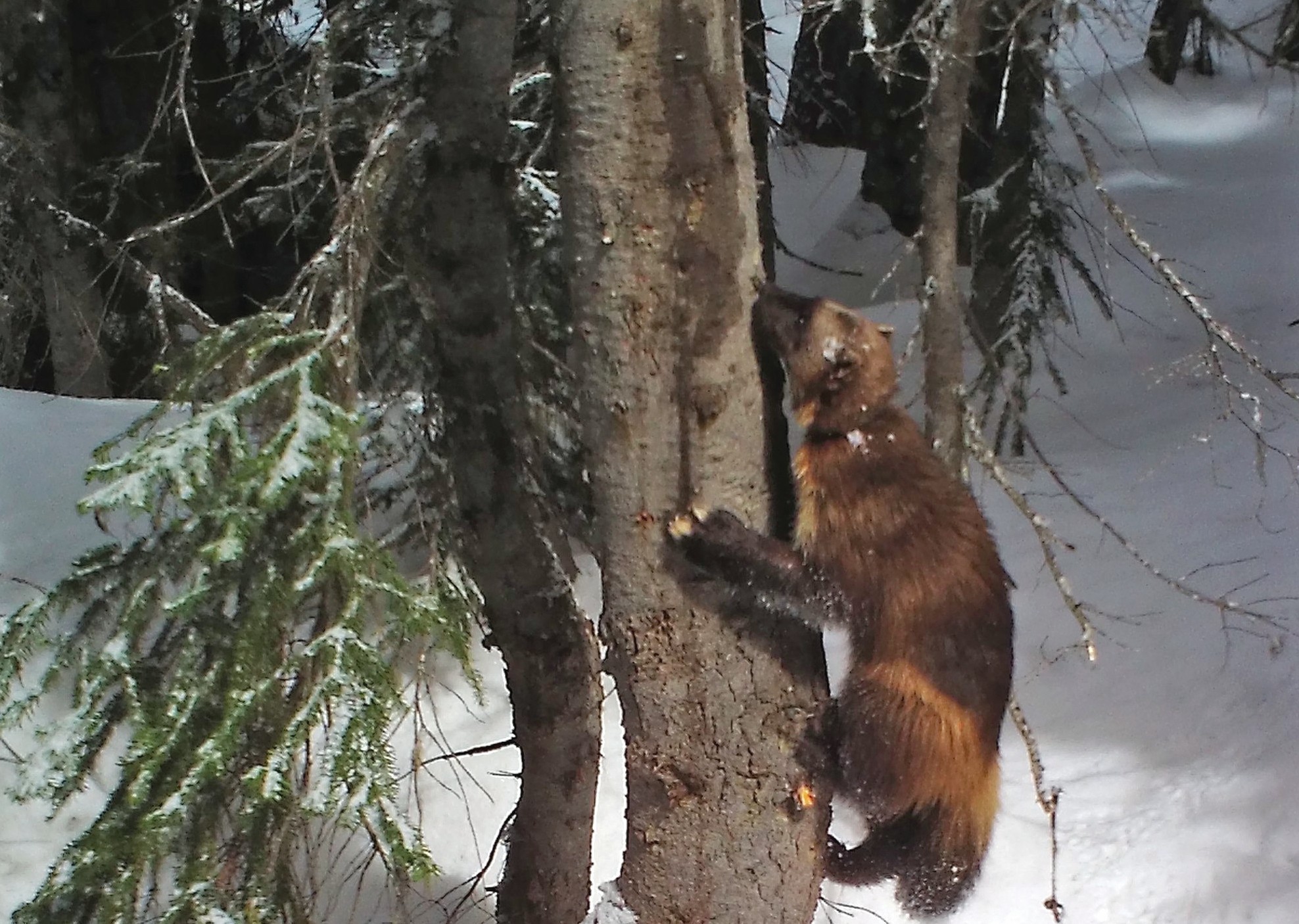 The Wolverine's Return to the North Cascades — The Mountaineers