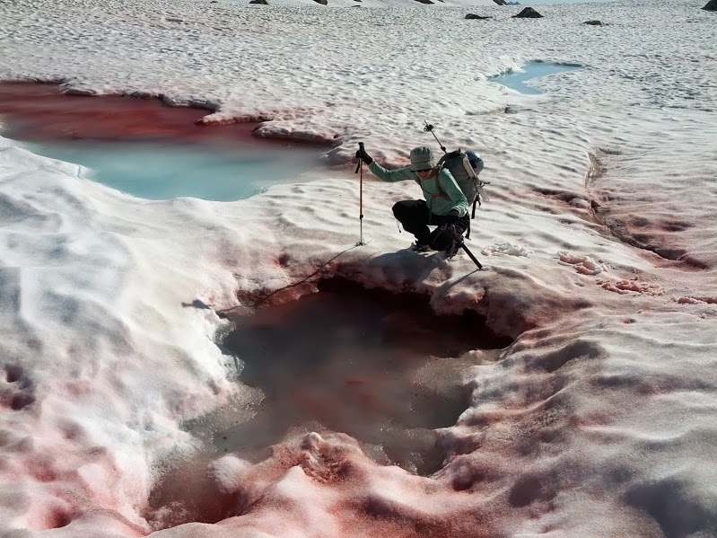 This Summer, Help Us Sample Watermelon Snow for Science — The Mountaineers