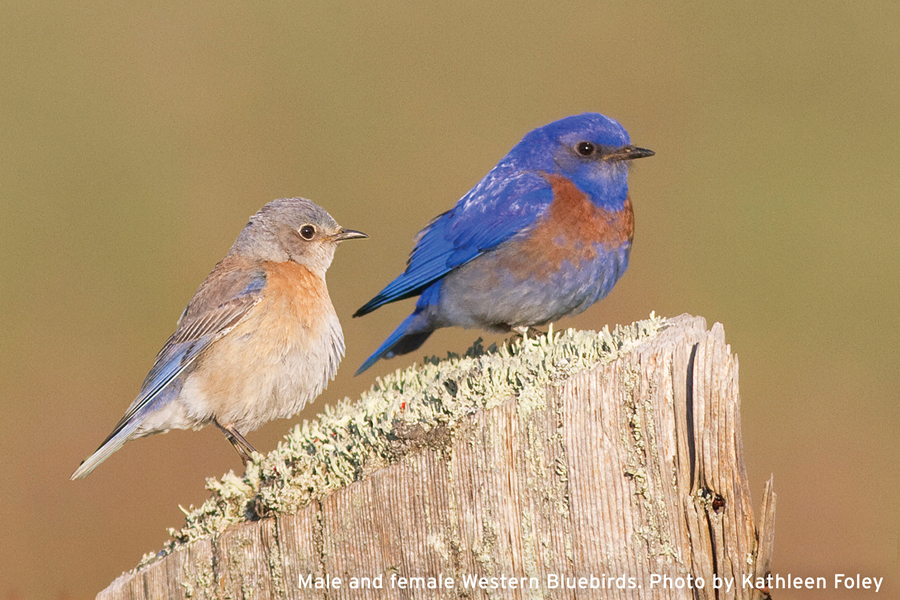 Western Bluebird Range